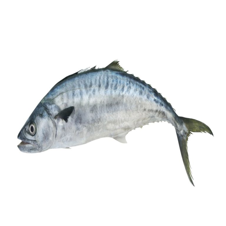 KINGFISH - Arabian Fisheries